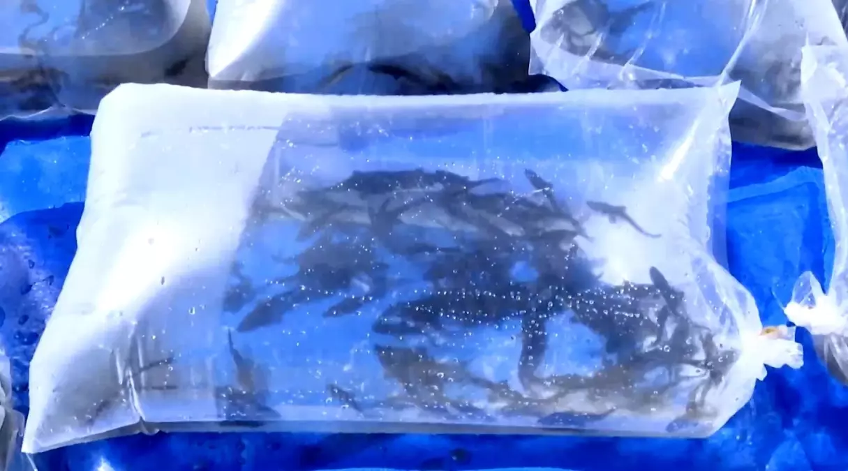 Balıkların nehre bırakılmasının çeşitli görüntüleri - Son Dakika