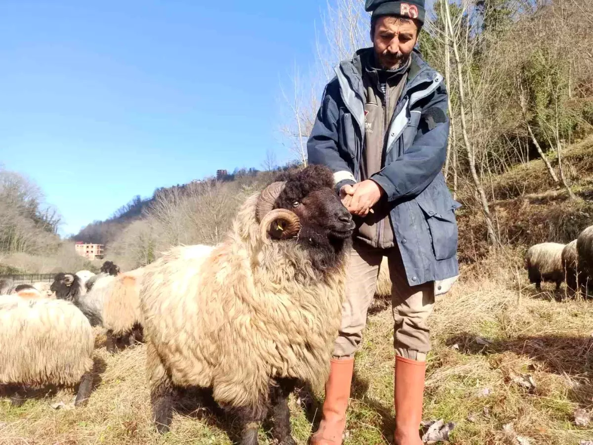 Giresun'da yetiştirilen Çepni koyunu koruma altına alındı - Son Dakika