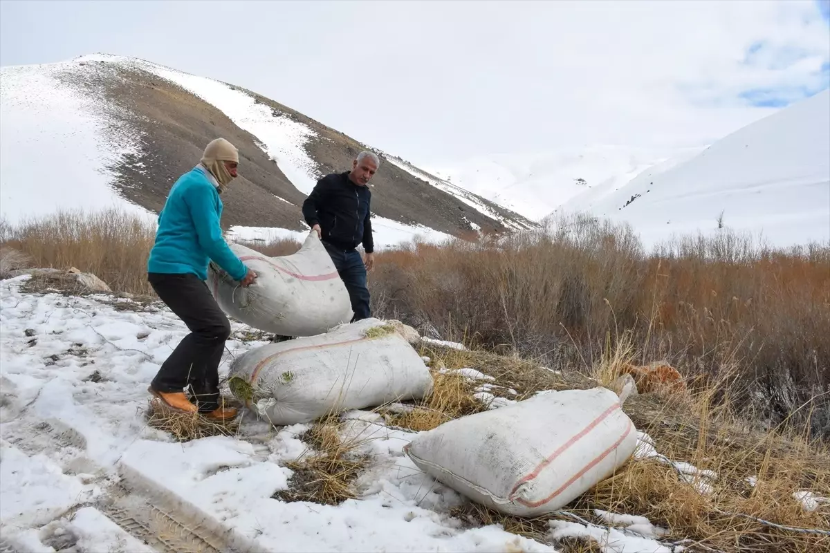 Van'da Yaban Keçileri İçin Ot ve Saman Bırakıldı - Son Dakika