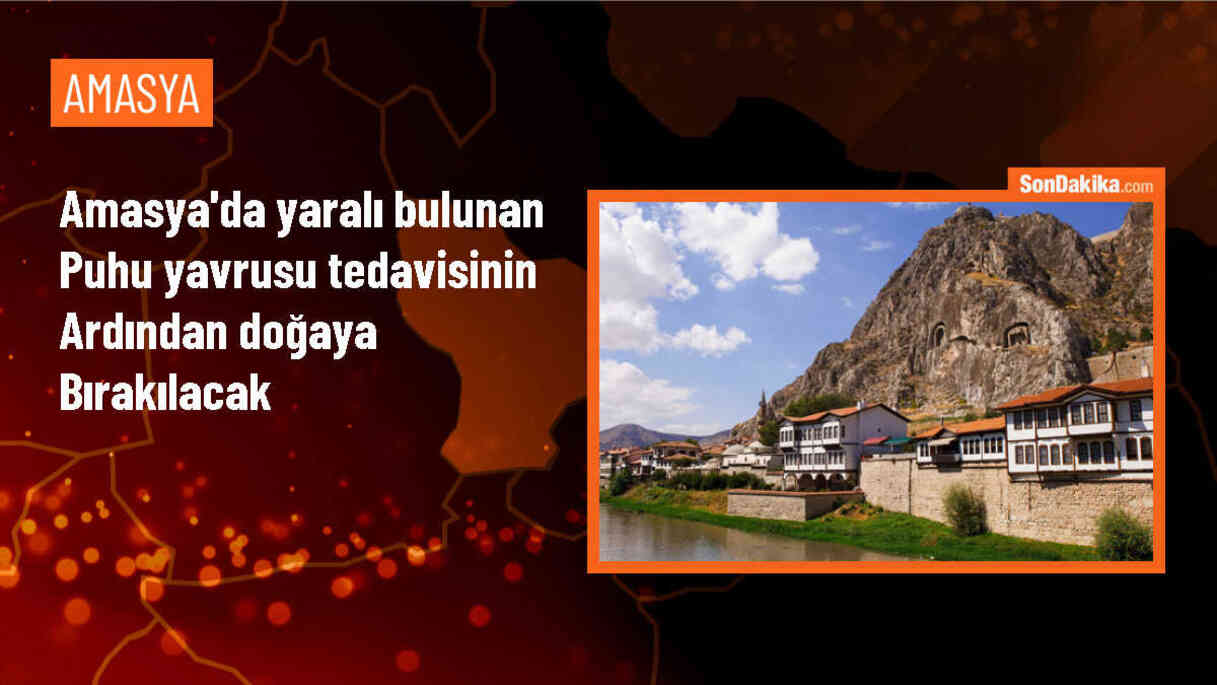 Amasya'da bulunan puhu yavrusu doğal ortamına salınacak - Son Dakika