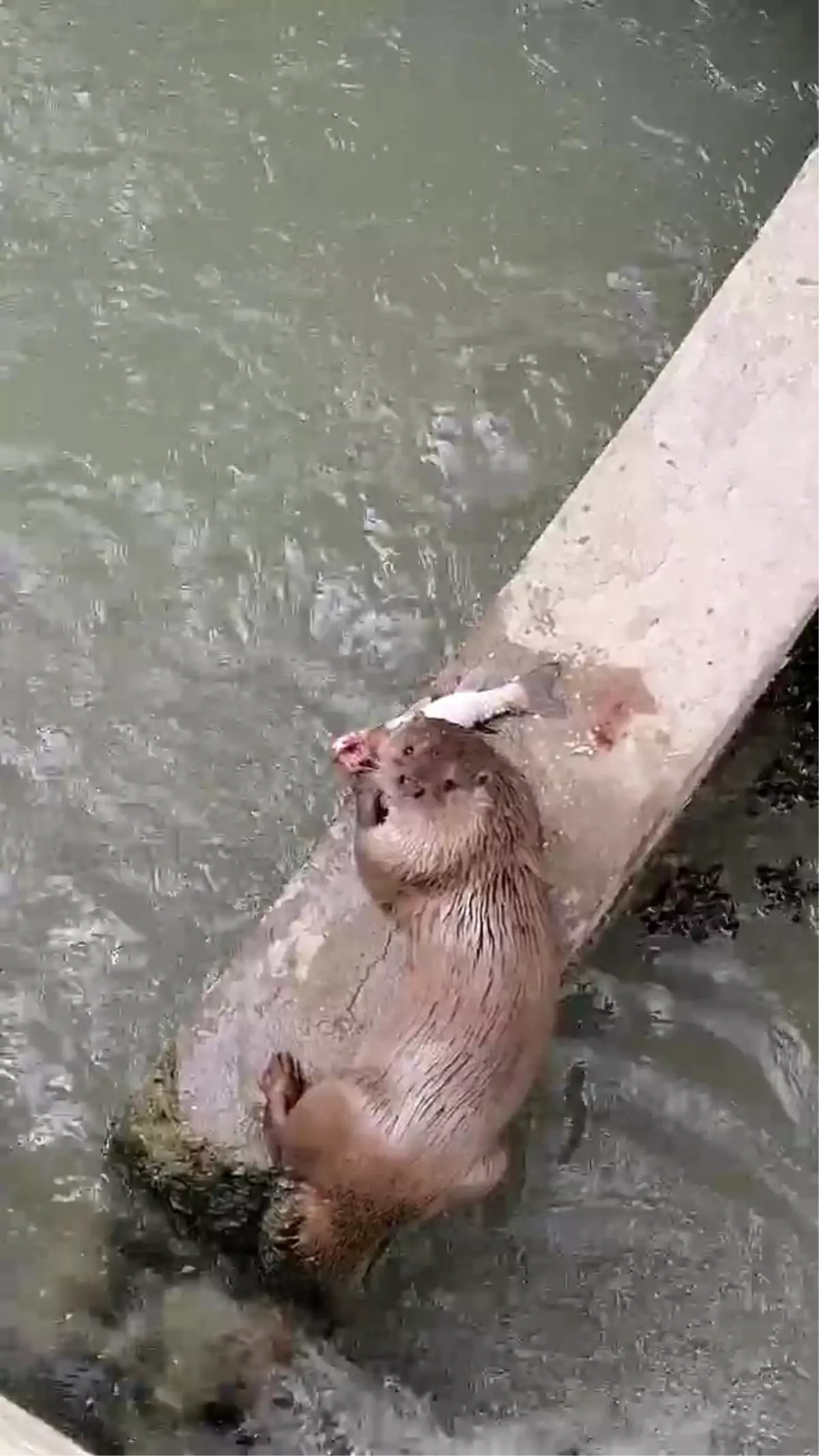 Su Samuru Balık Yerken Görüntülendi - Son Dakika