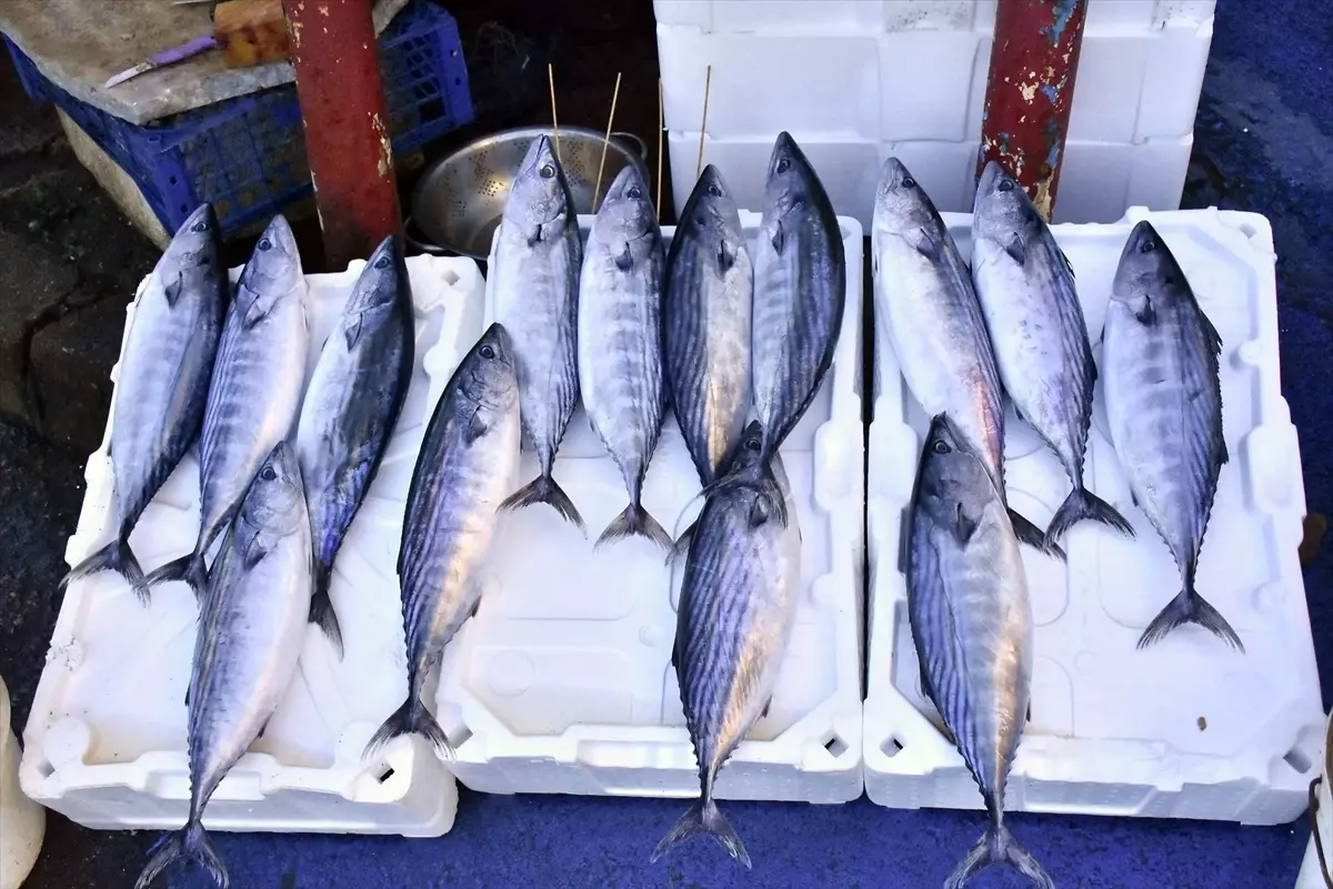 Yalı Mahallesi'nde Lakerda Geleneği - Son Dakika