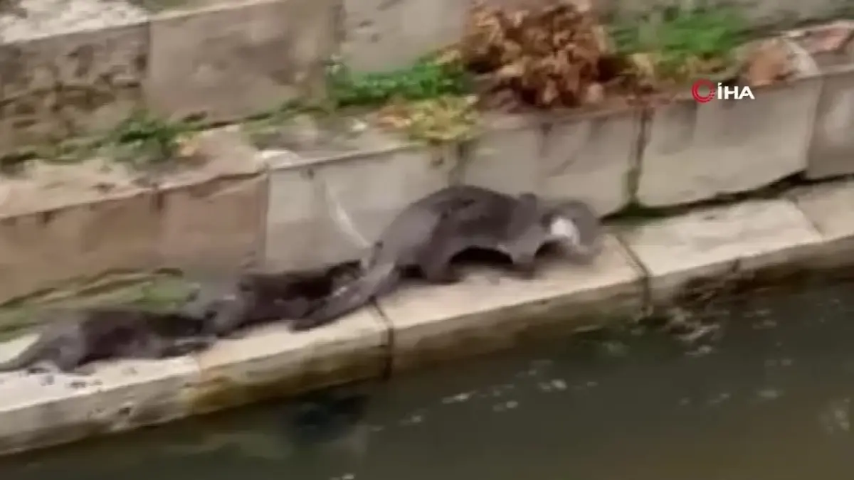 Su Samuru Ailesinin Keyifli Anları - Son Dakika