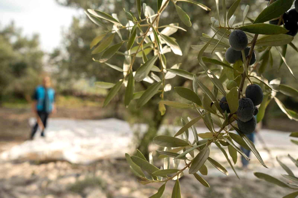 Akhisar'da Zeytin Yetiştiriciliği Çalıştayı - Son Dakika