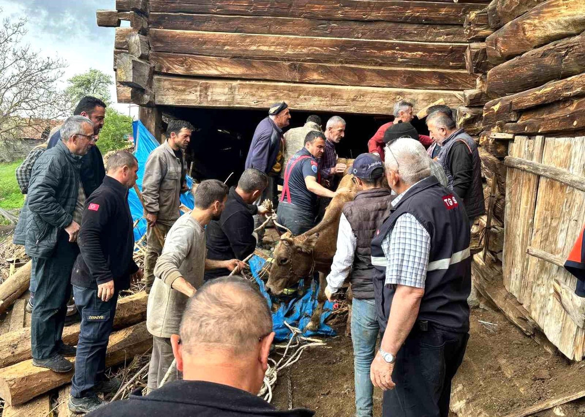 Taşköprü'de Ahır Çöktü: 1 Yaralı, Hayvanlar Göçükte Kaldı - Son Dakika