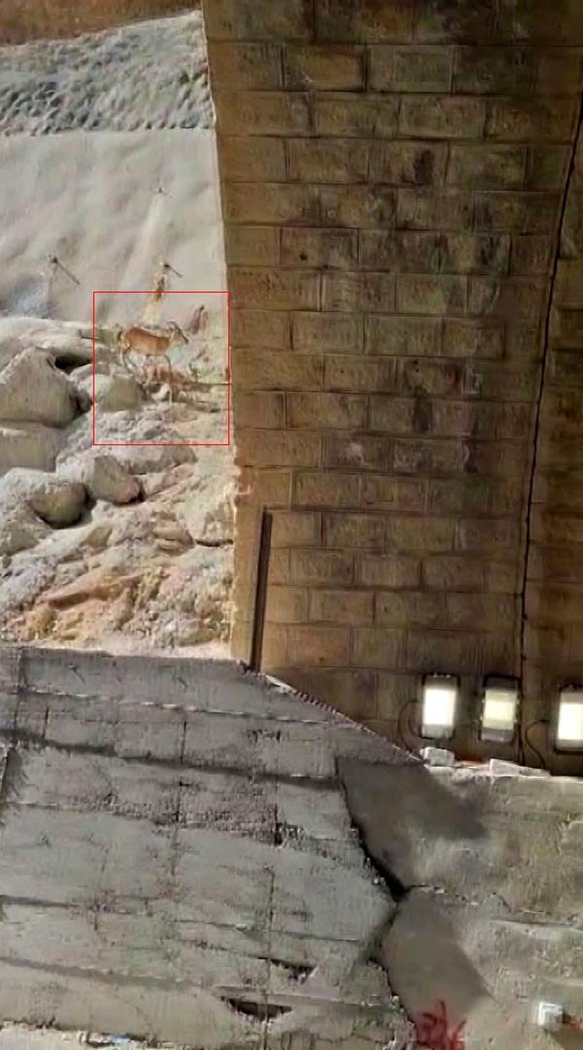 Yaban Keçileri Sarp Kayalıklarda Görüntülendi - Son Dakika