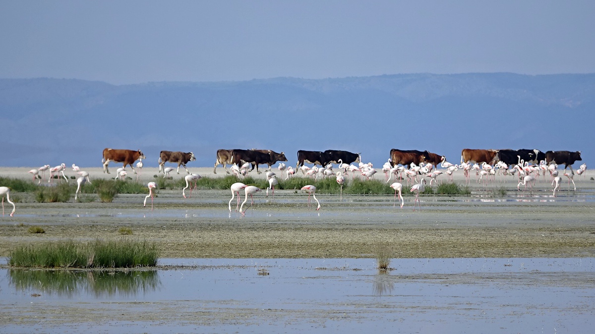 Tuz Gölü'nde 5 Bin Yavru Flamingo Kuluçkadan Çıktı - Son Dakika